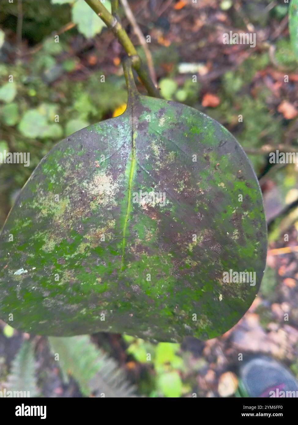 New Zealand Broadleaf (Griselinia littoralis Stock Photo - Alamy