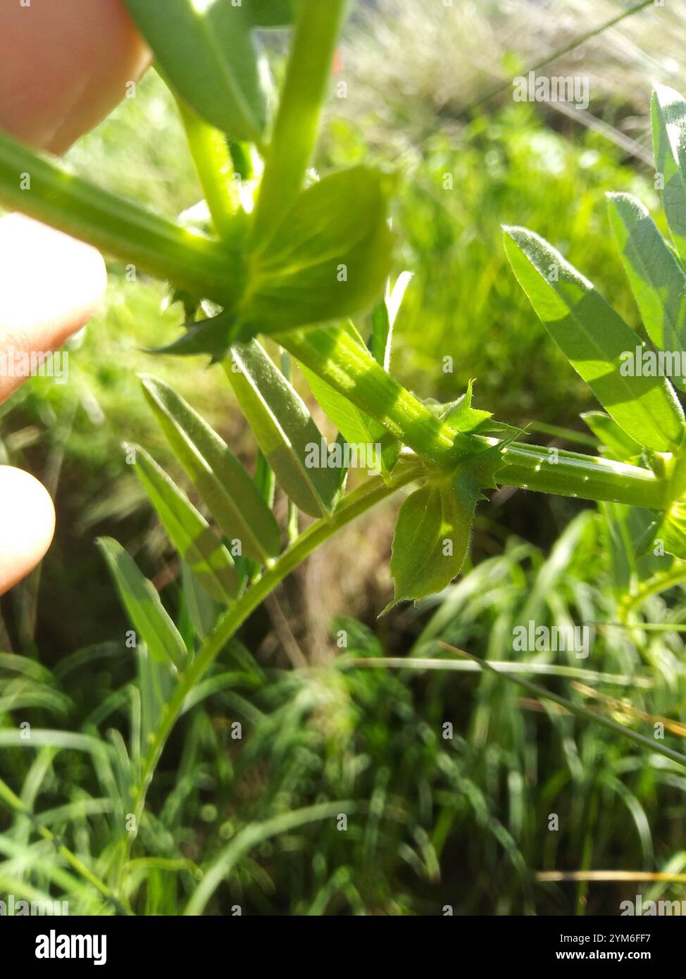 giant vetch (Vicia gigantea Stock Photo - Alamy
