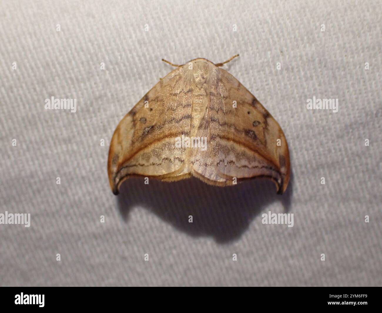 Arched Hooktip Moth (Drepana arcuata Stock Photo - Alamy