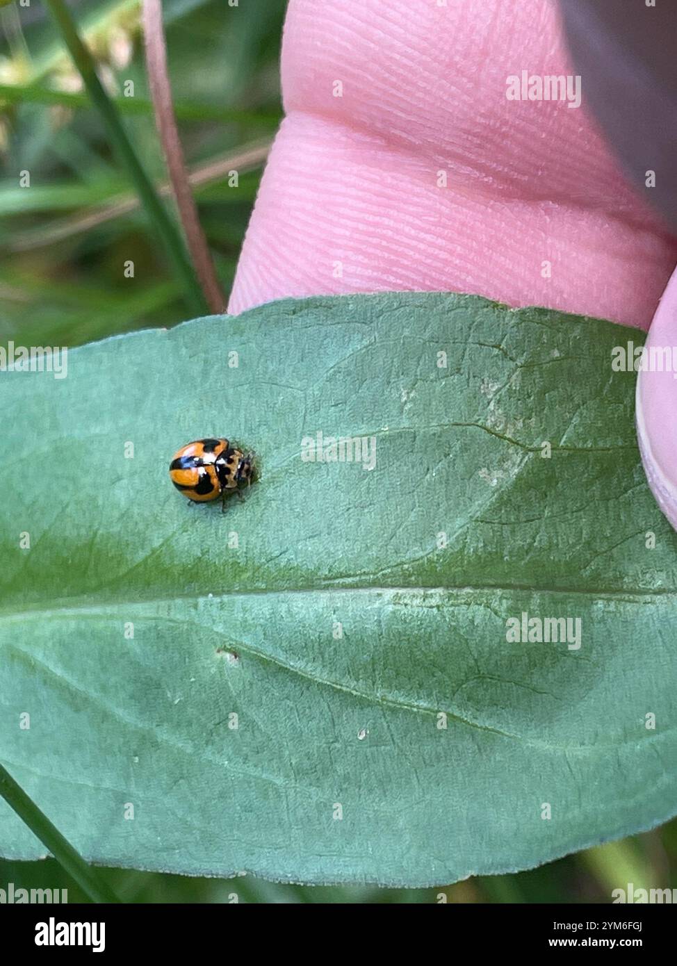 Striped Ladybird (Micraspis frenata Stock Photo - Alamy
