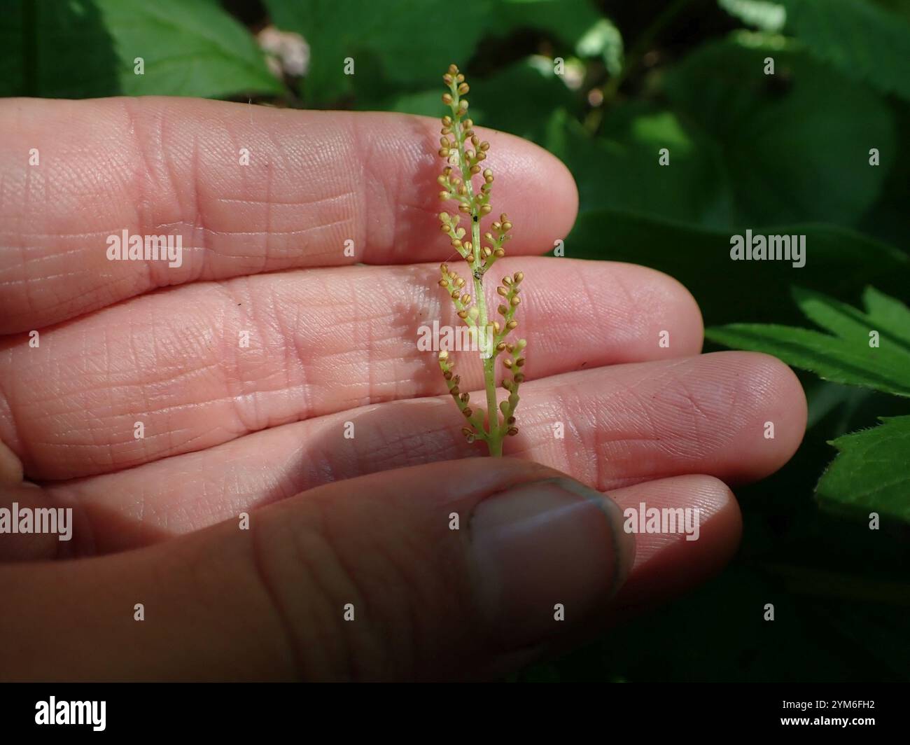 rattlesnake fern (Botrypus virginianus Stock Photo - Alamy