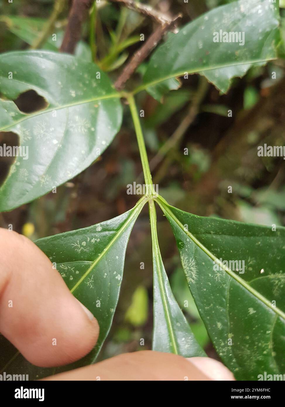 soapberry family (Sapindaceae Stock Photo - Alamy