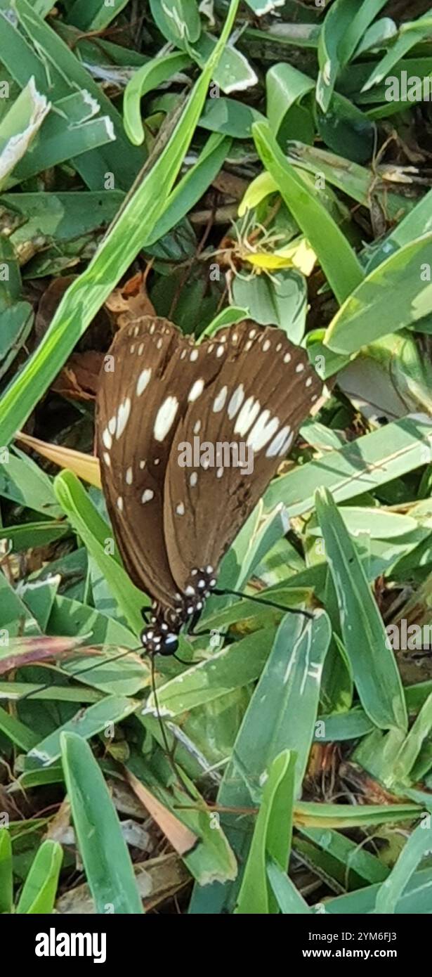 Common Australian Crow (Euploea core corinna Stock Photo - Alamy