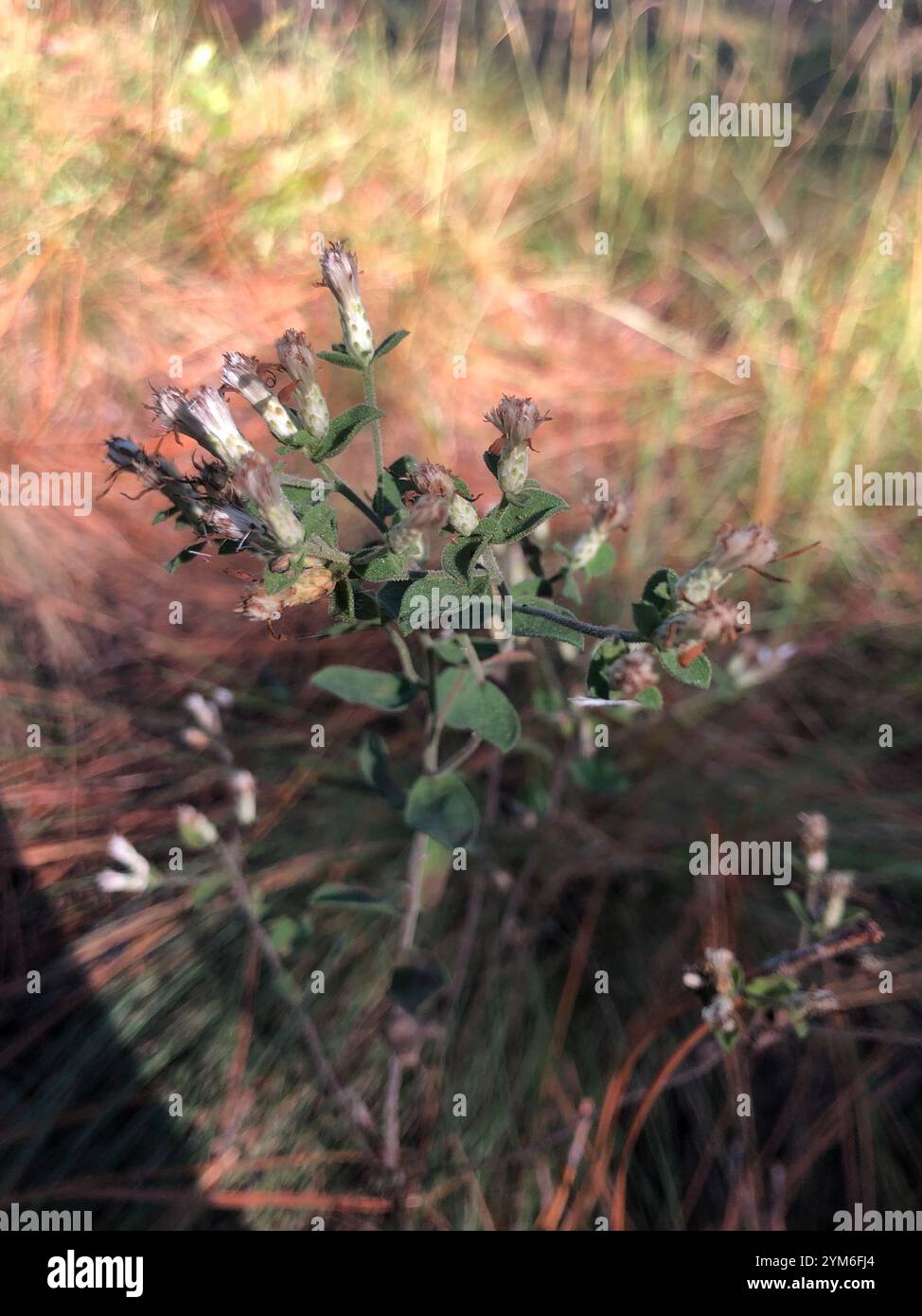 Dixie aster (Sericocarpus tortifolius Stock Photo - Alamy