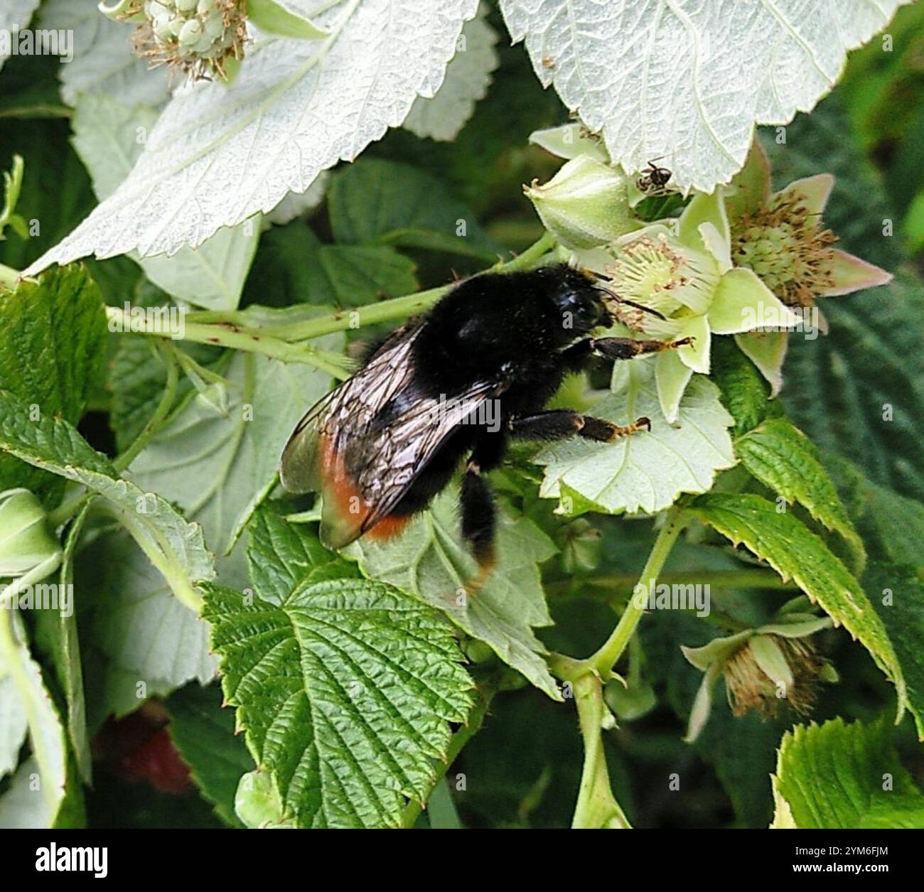 Red-tailed Bumble Bee (Bombus lapidarius Stock Photo - Alamy