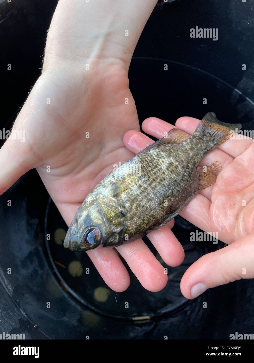 Rock Bass (Ambloplites rupestris Stock Photo - Alamy