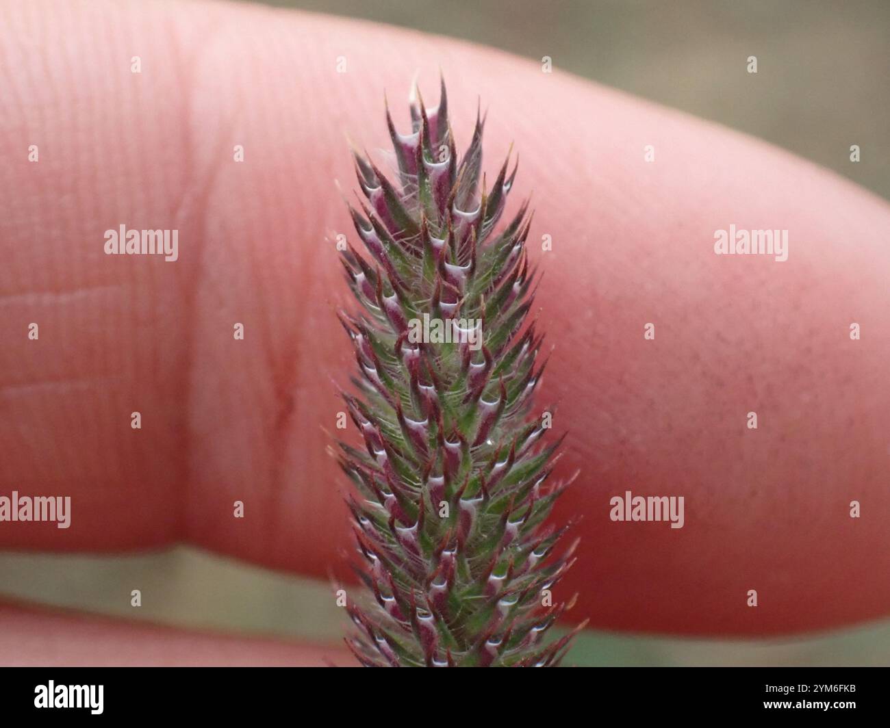 Alpine Timothy (Phleum alpinum Stock Photo - Alamy
