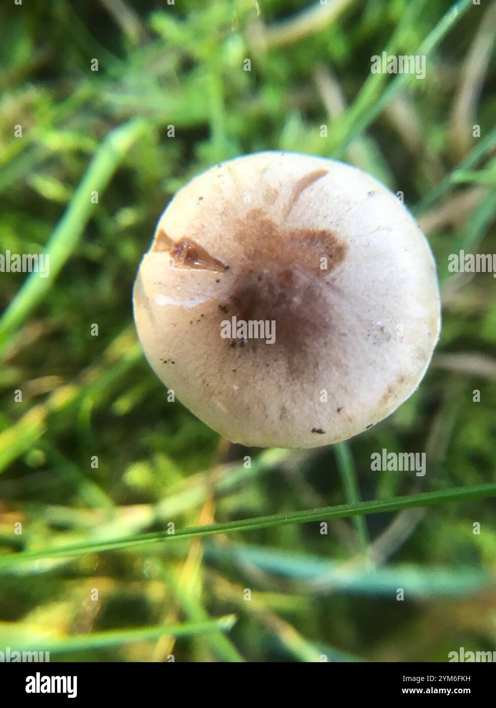 Stinking dapperling lepiota cristata hi-res stock photography and ...