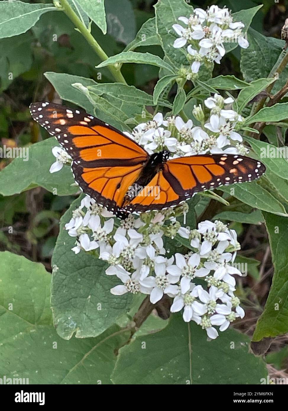 Monarch (Danaus plexippus Stock Photo - Alamy