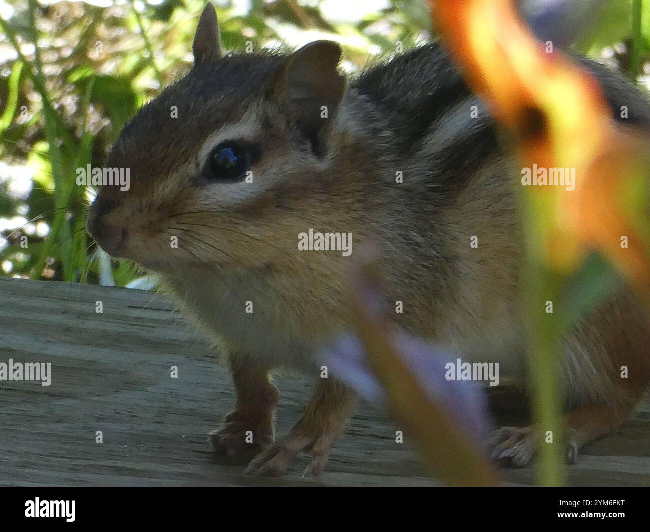 Eastern Chipmunk (Tamias striatus Stock Photo - Alamy