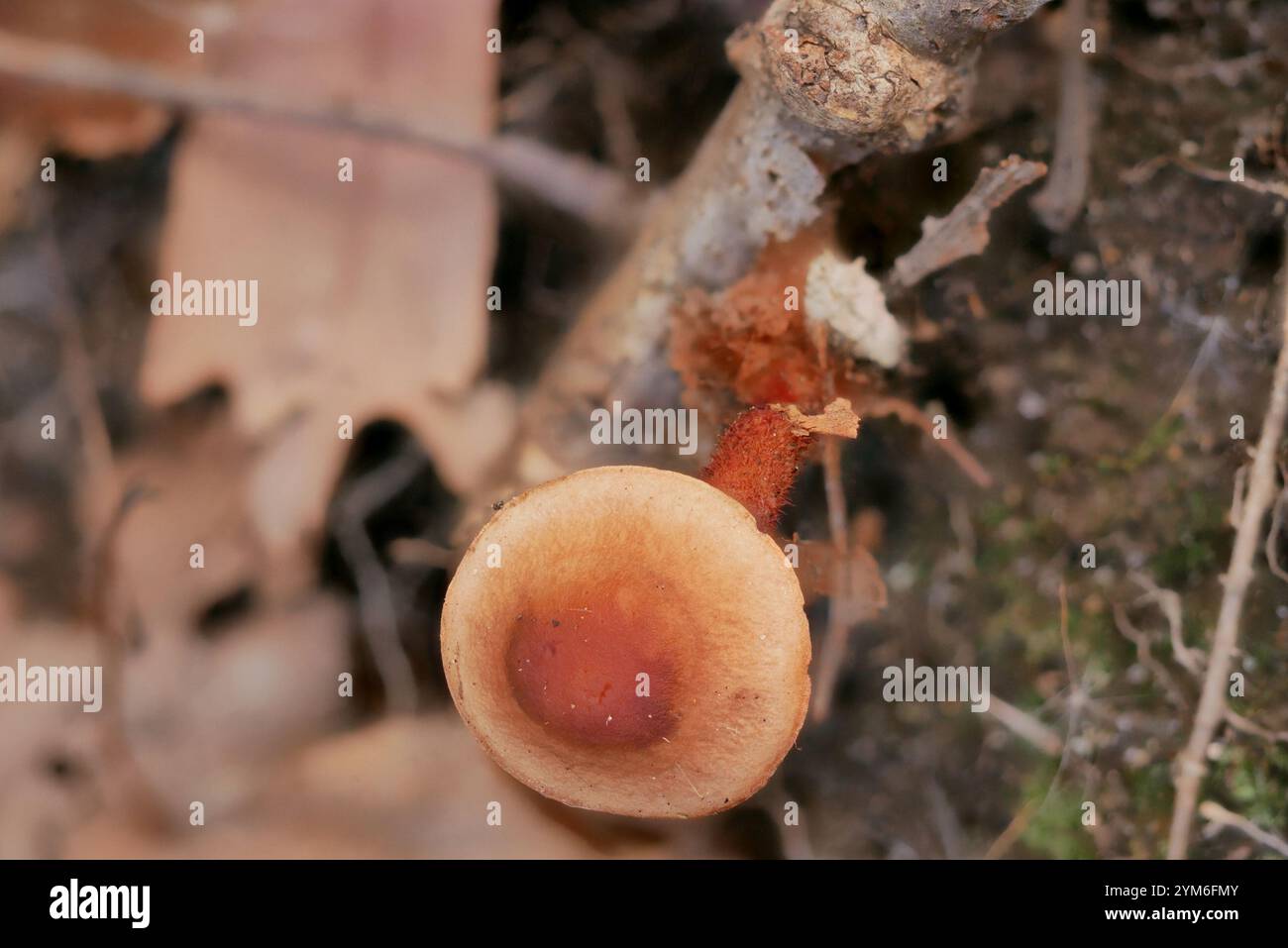 hairy-stalked collybia (Gymnopus spongiosus Stock Photo - Alamy
