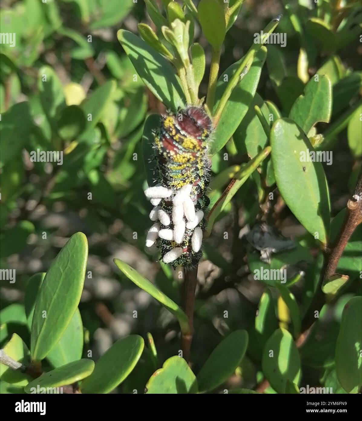 Pine Emperor (Nudaurelia cytherea Stock Photo - Alamy