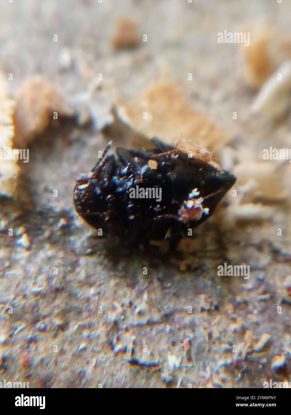 Orange-spotted Scaphidium (Scaphidium quadrimaculatum Stock Photo - Alamy