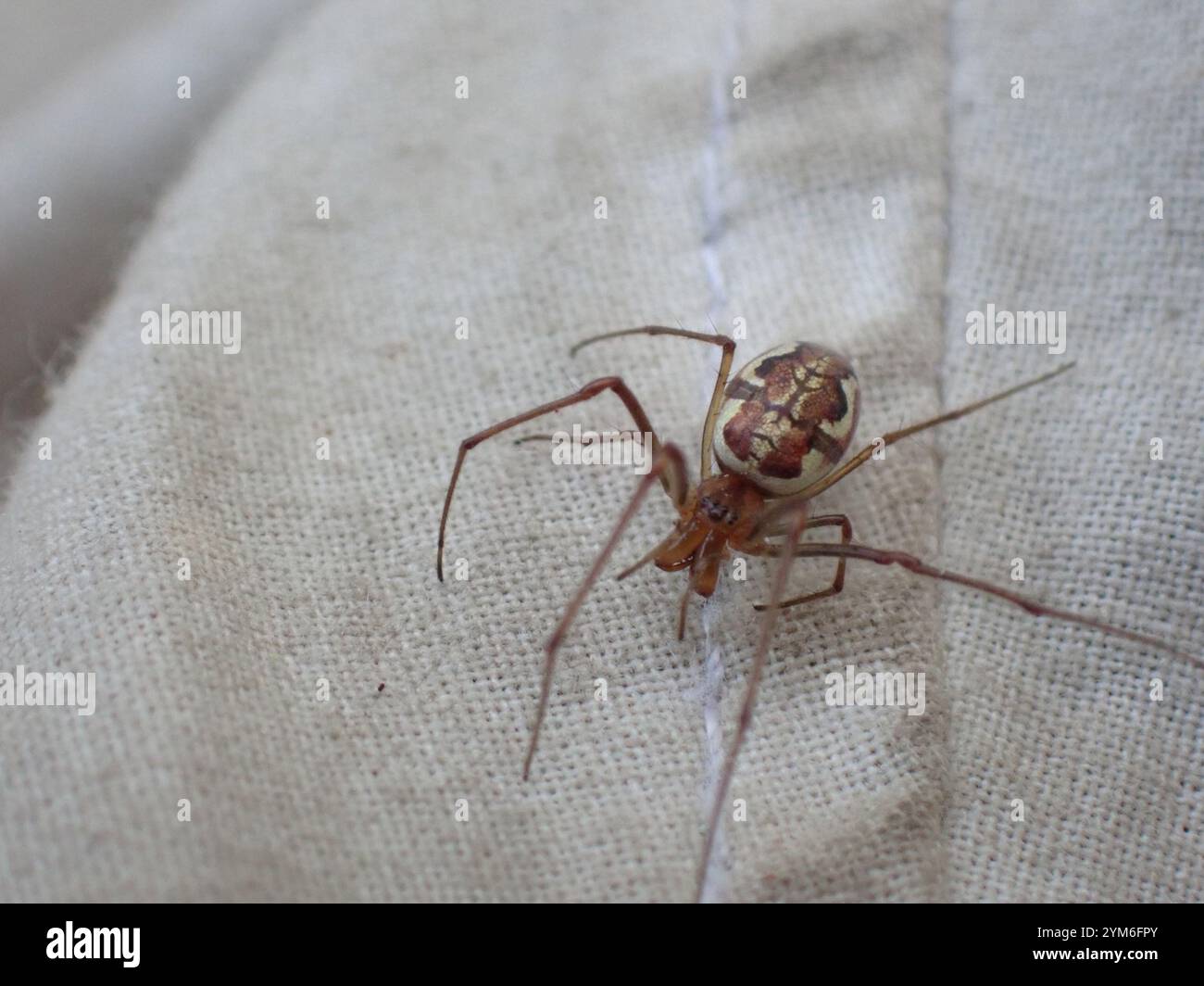 Stretch spiders hi-res stock photography and images - Alamy