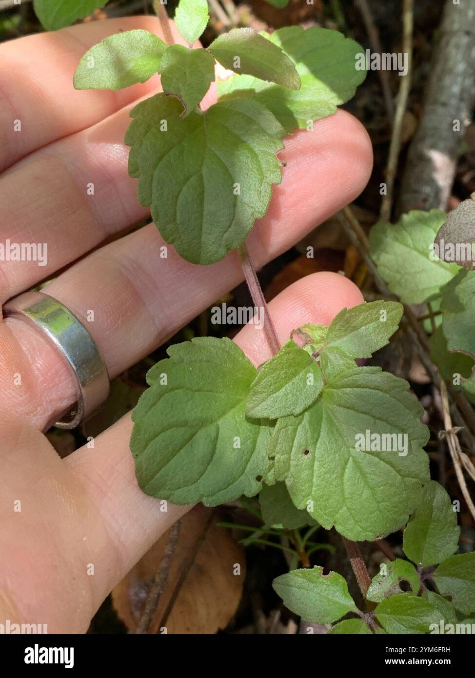 yerba buena (Clinopodium douglasii Stock Photo - Alamy