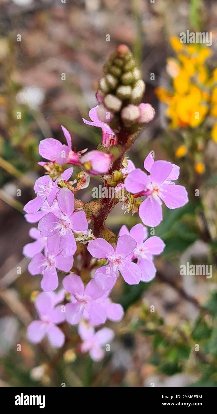 Triggerplant hi-res stock photography and images - Alamy