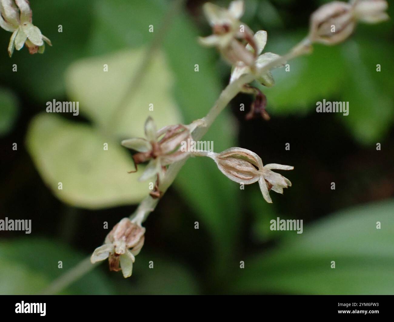 Heartleaf Twayblade (Neottia cordata Stock Photo - Alamy
