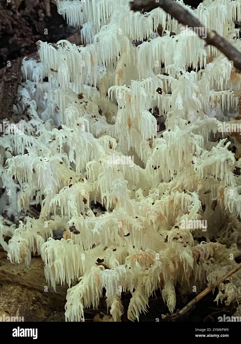 Coral tooth fungus (Hericium coralloides Stock Photo - Alamy