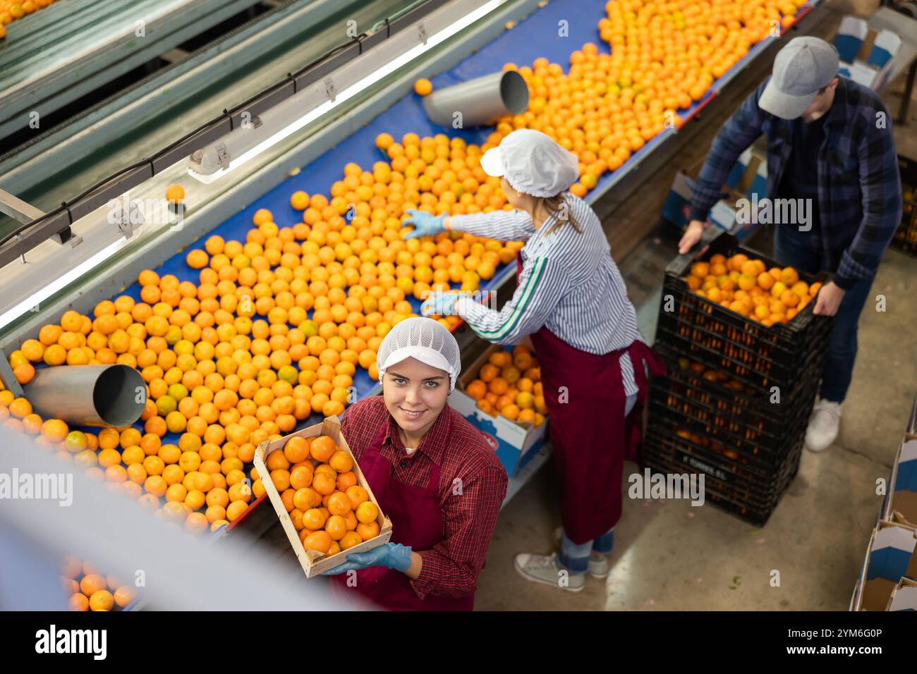 Team of workers in colored uniforms on citrus sorting line at warehouse ...