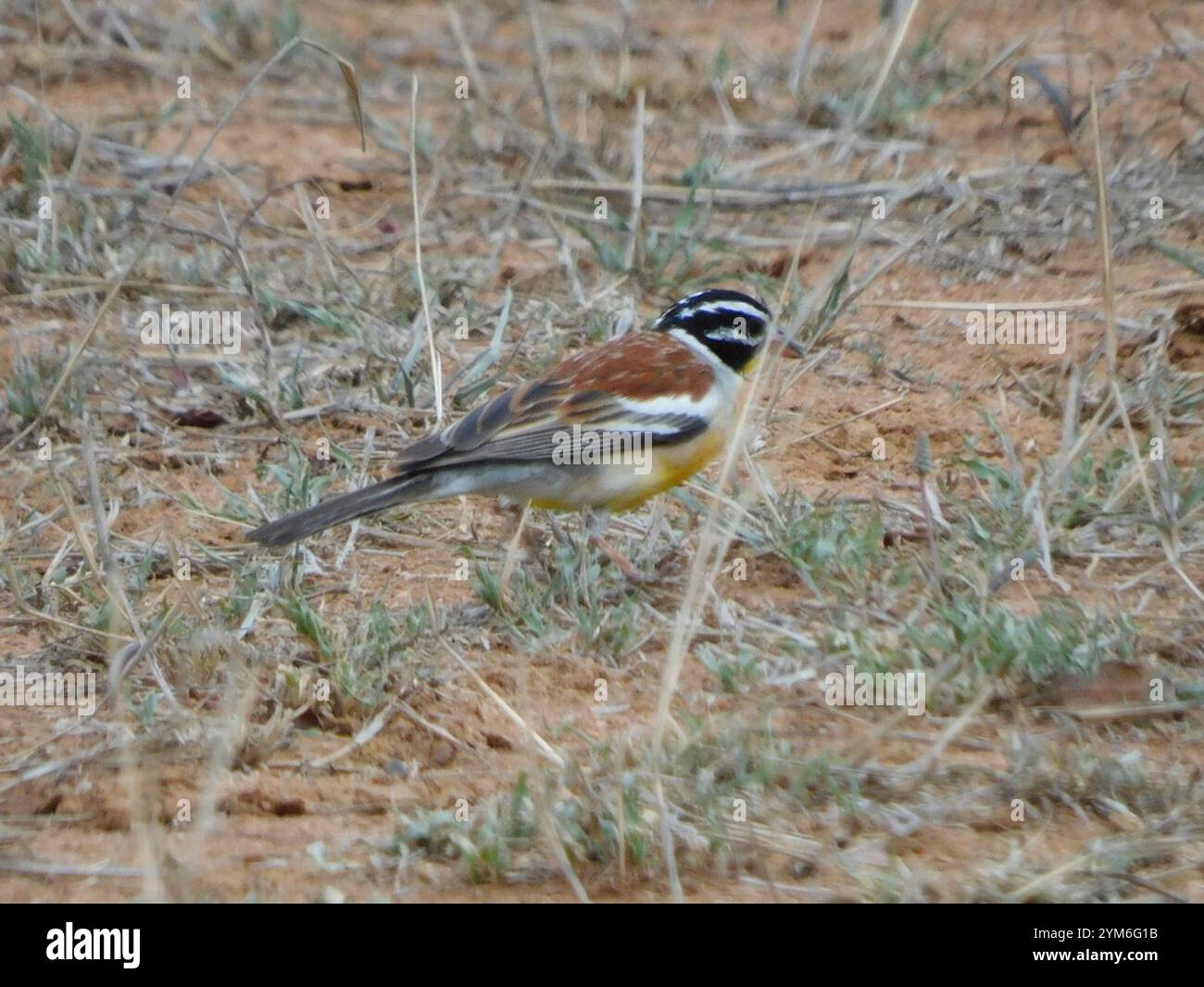 Eastern Golden-breasted Bunting (Emberiza flaviventris kalaharica Stock ...