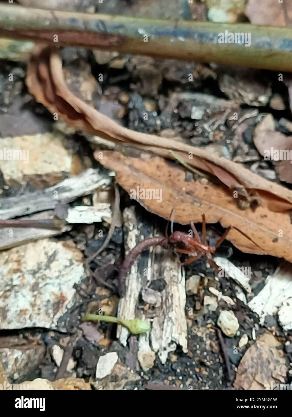 Spider Ants (Leptomyrmex Stock Photo - Alamy