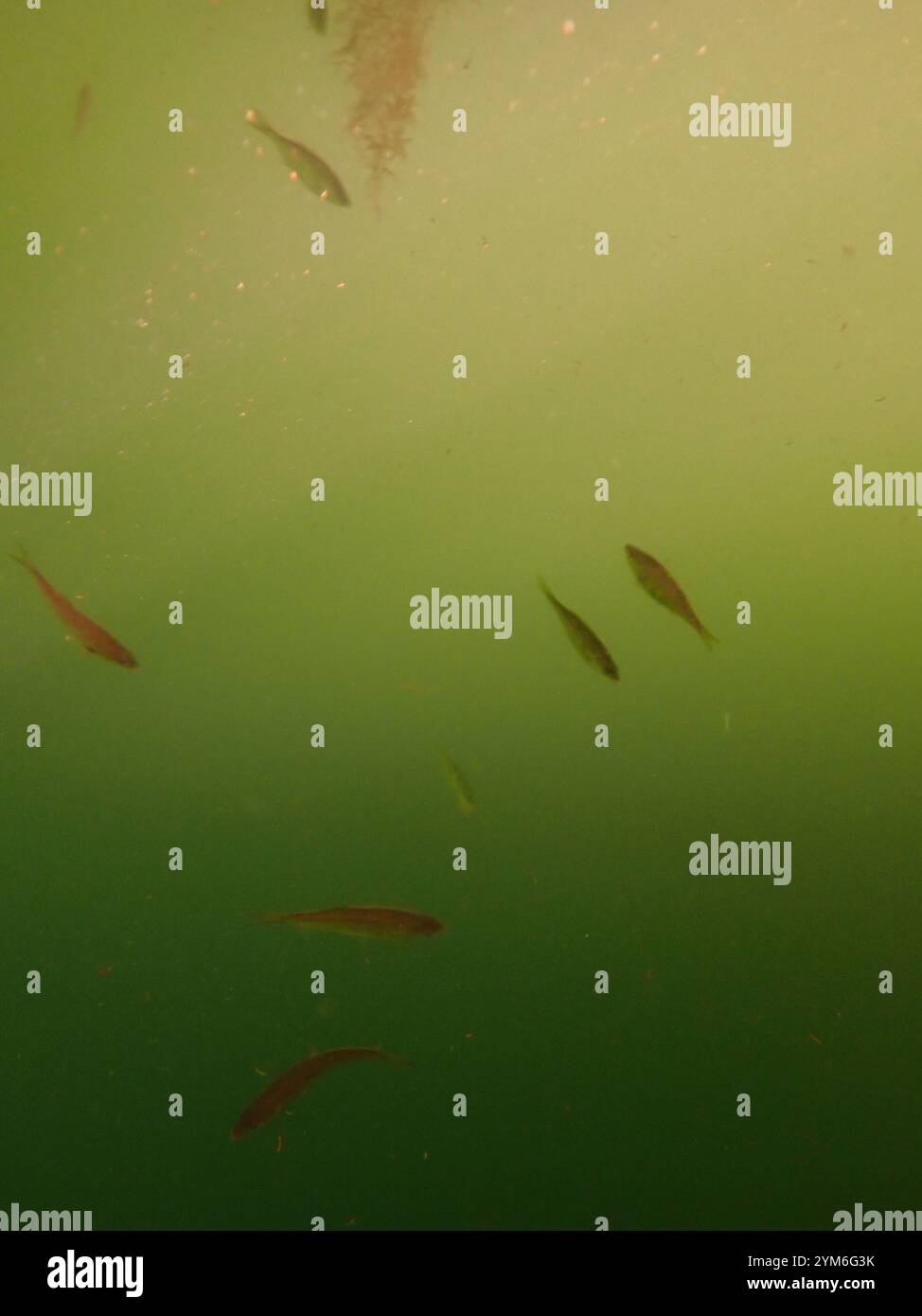 Shiner Surfperch (Cymatogaster aggregata Stock Photo - Alamy