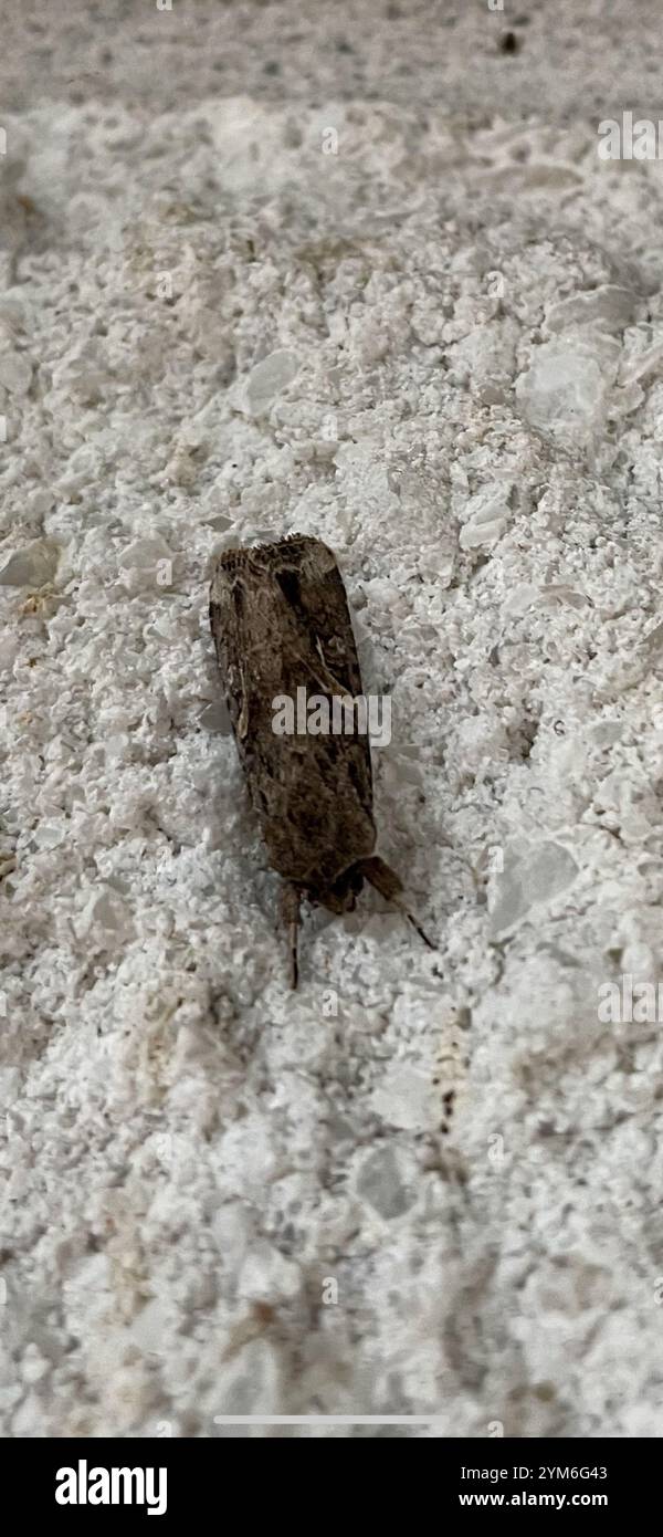 Fall Armyworm Moth (Spodoptera frugiperda Stock Photo - Alamy