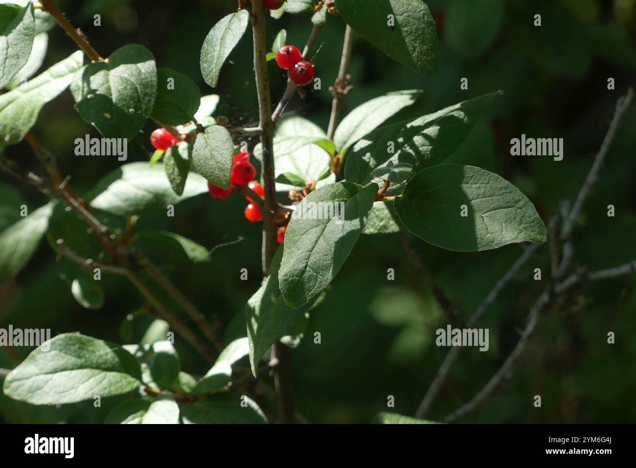 Canadian buffalo-berry (Shepherdia canadensis Stock Photo - Alamy