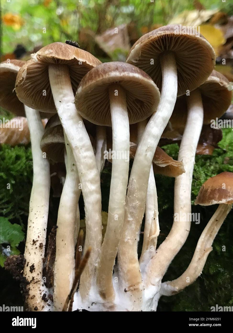 Common Stump Brittlestem (Psathyrella piluliformis Stock Photo - Alamy