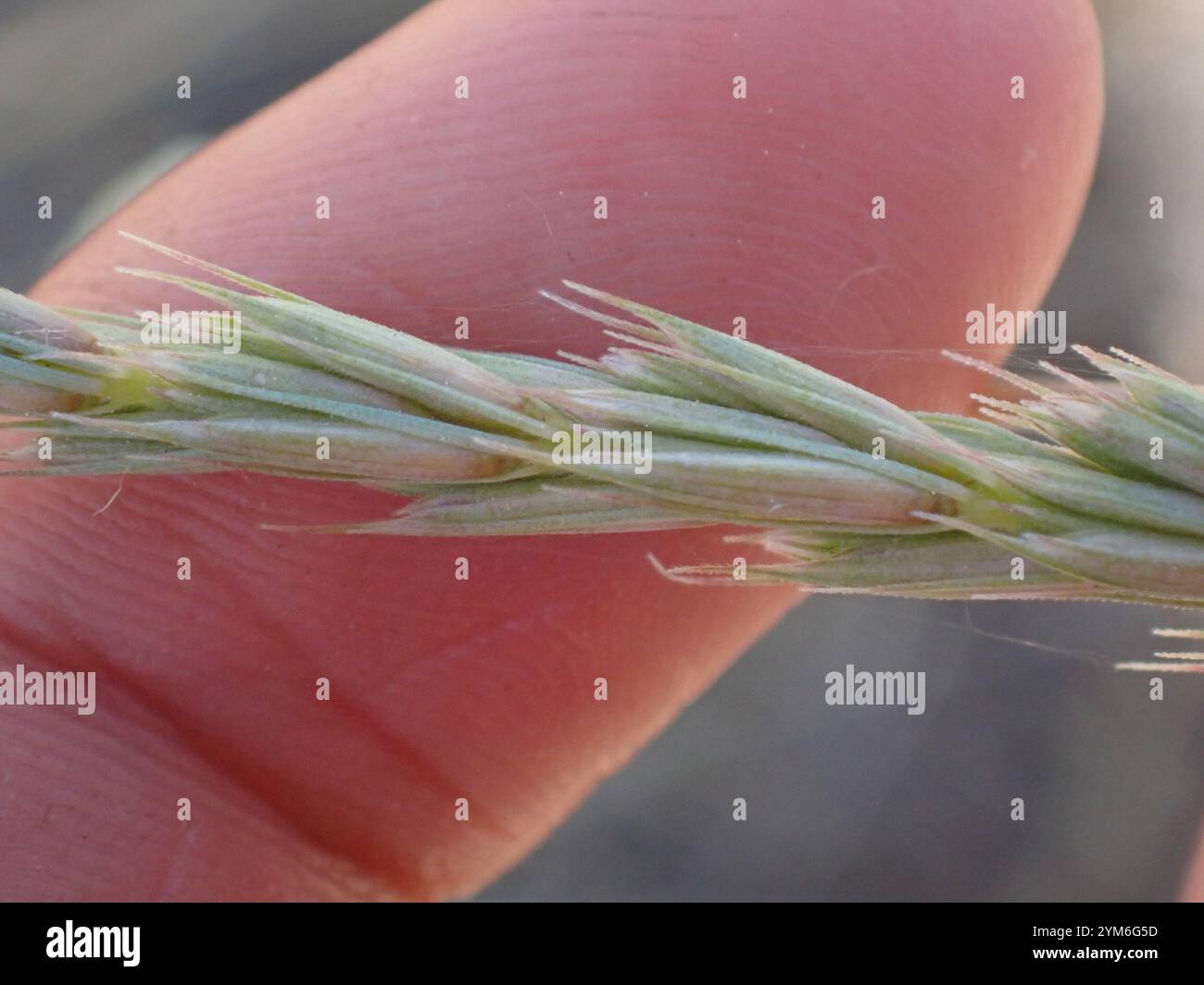 Leymus cinereus hi-res stock photography and images - Alamy