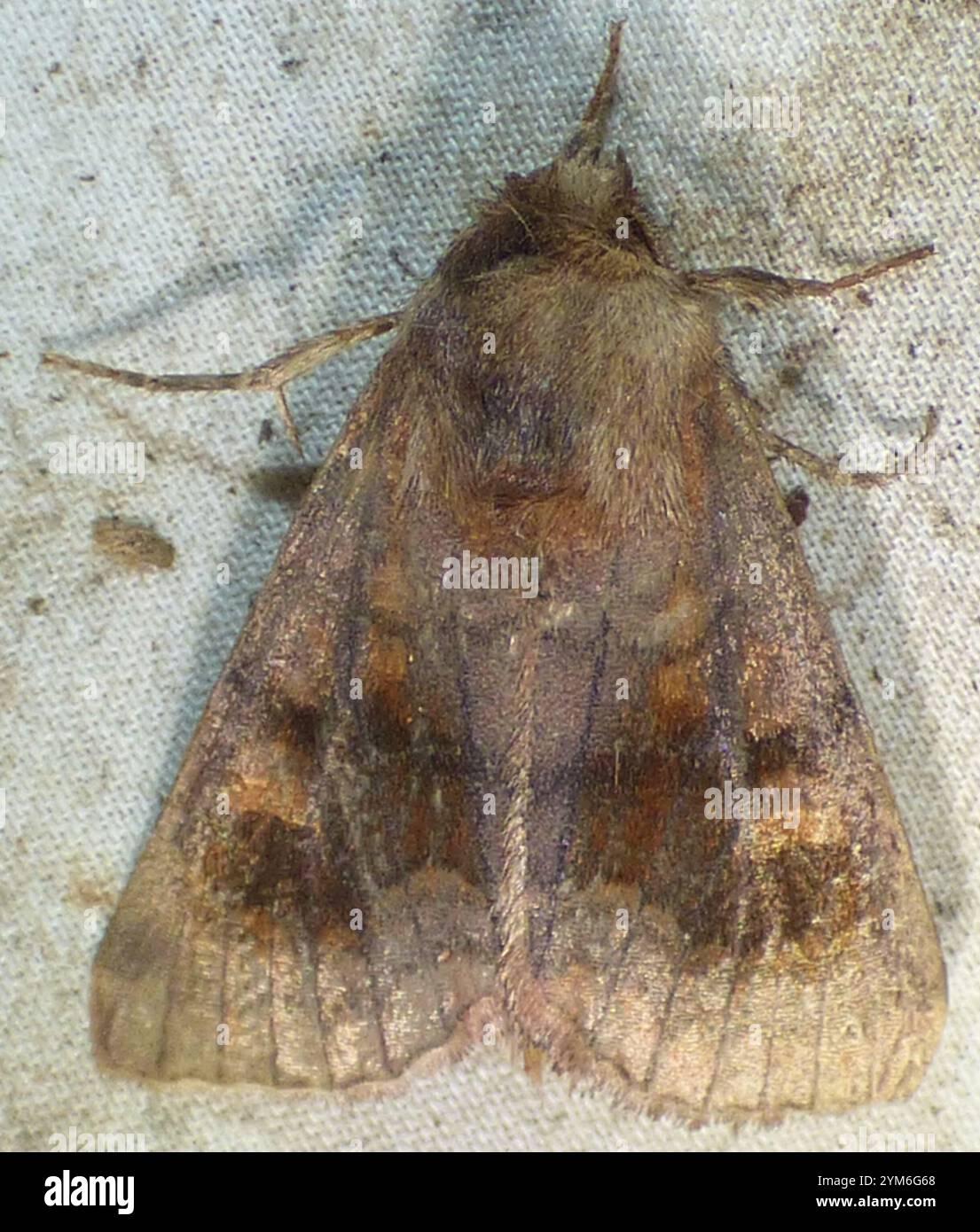 Bronzed Cutworm Moth (Nephelodes minians Stock Photo - Alamy
