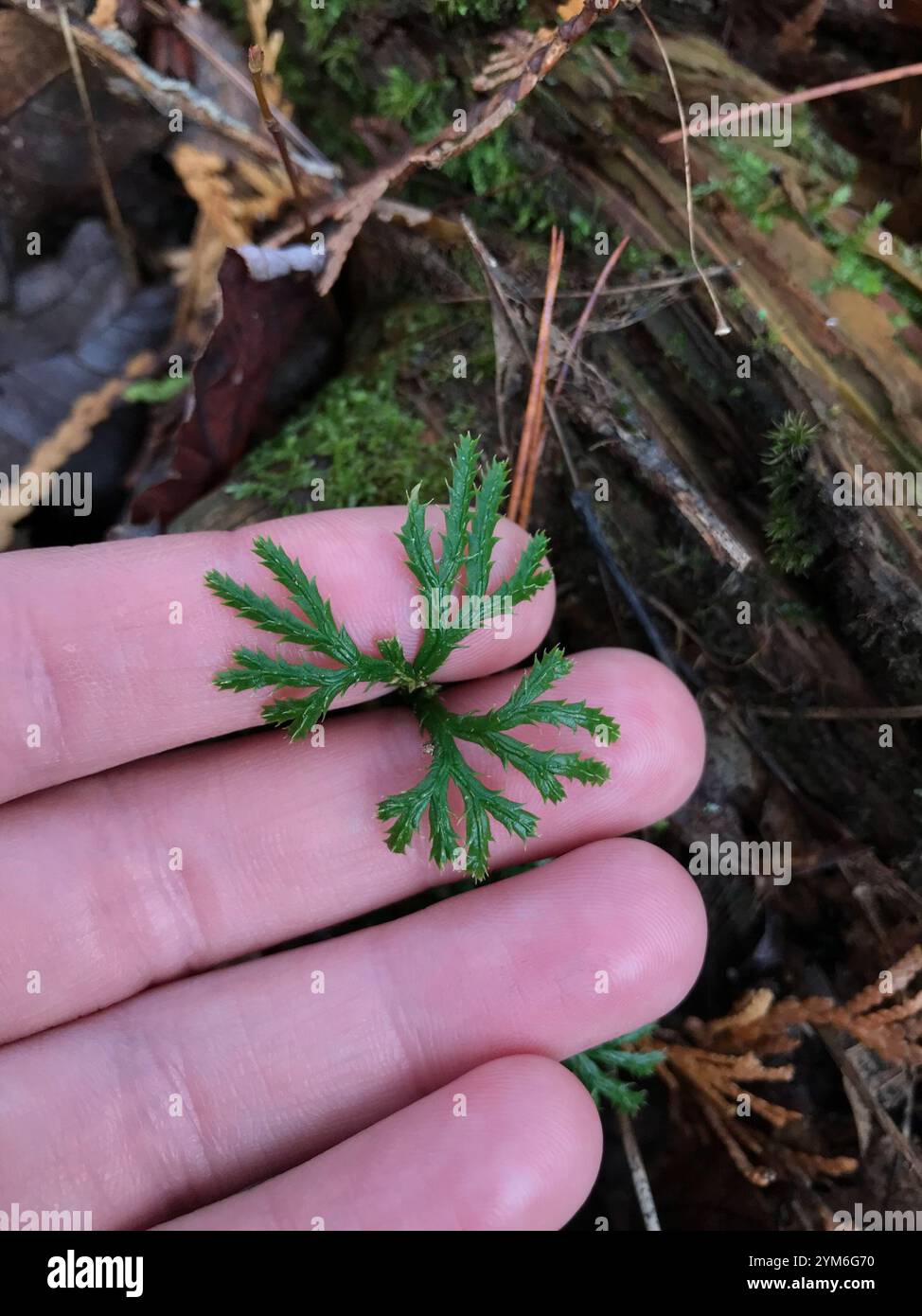 fan clubmoss (Diphasiastrum digitatum Stock Photo - Alamy