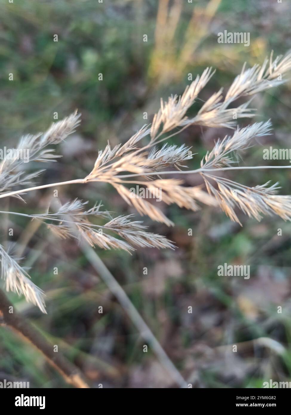 Bushgrass (Calamagrostis epigejos Stock Photo - Alamy