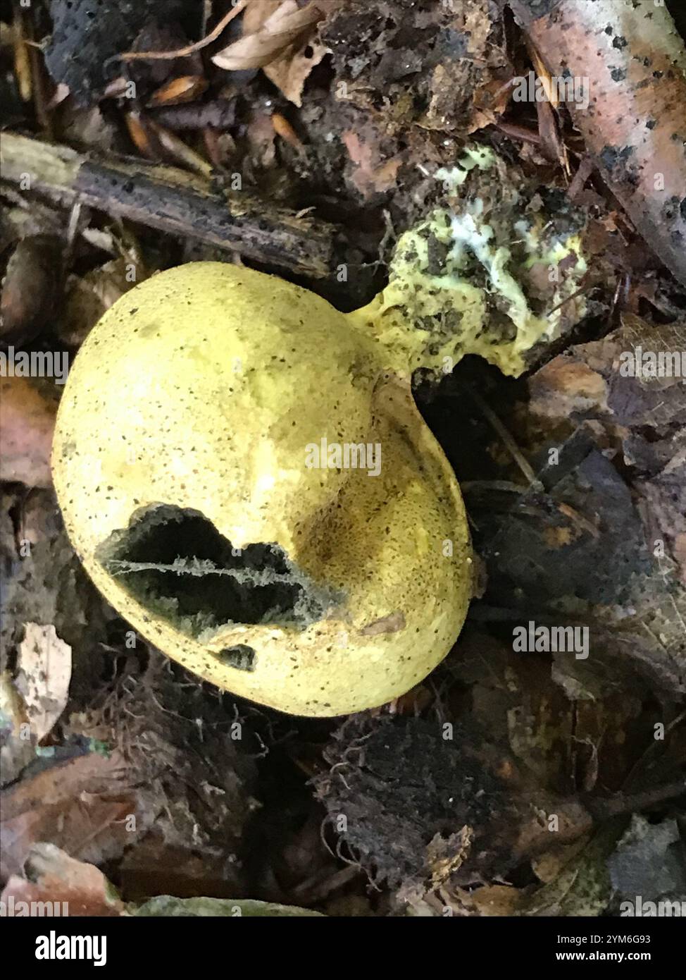common earthball (Scleroderma citrinum Stock Photo - Alamy