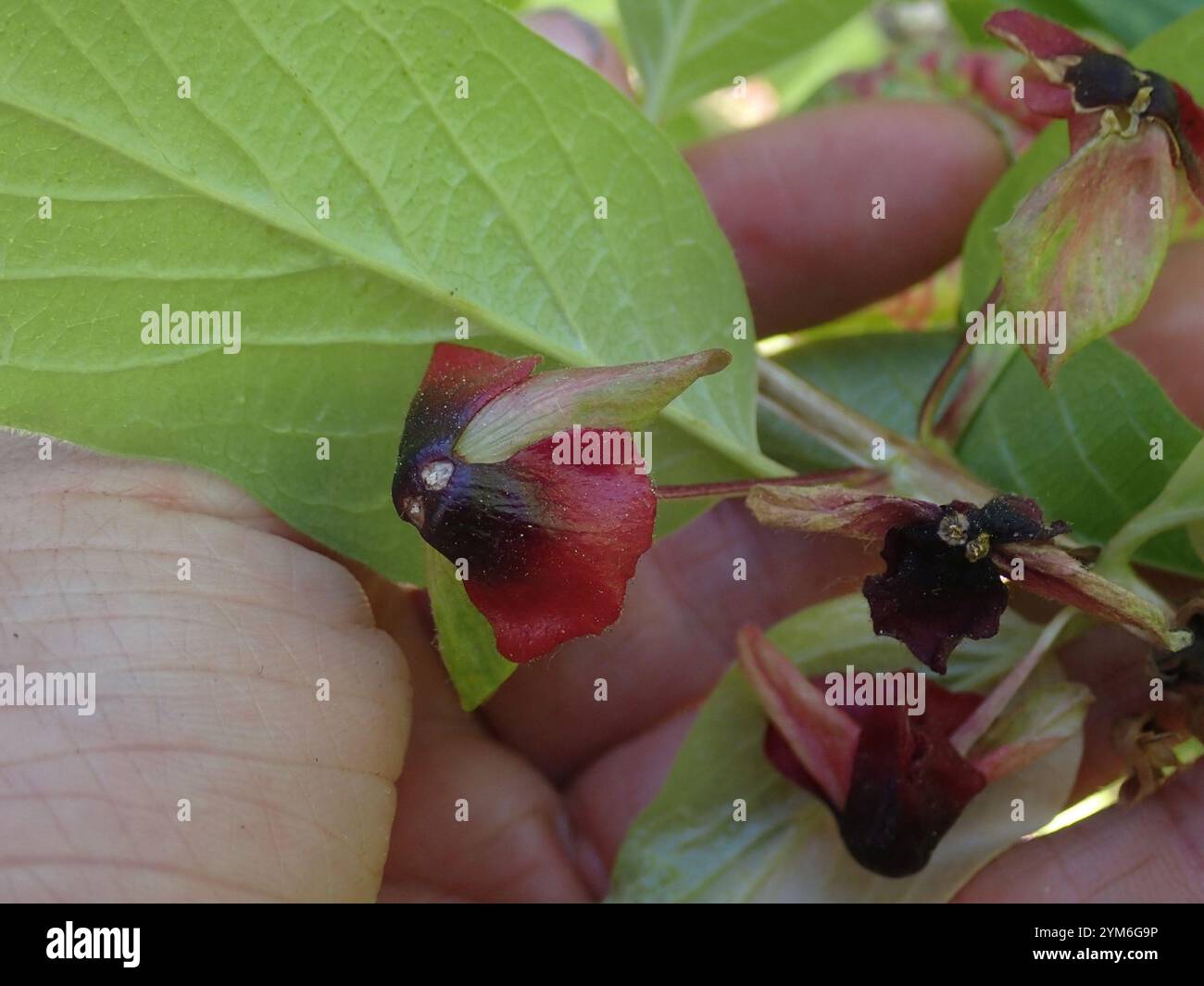 twinberry honeysuckle (Lonicera involucrata Stock Photo - Alamy