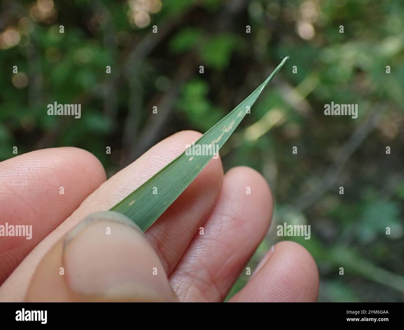 Timothy grass (Phleum pratense Stock Photo - Alamy