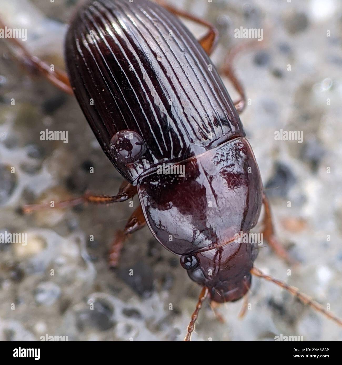 Ground Beetles (Carabidae Stock Photo - Alamy