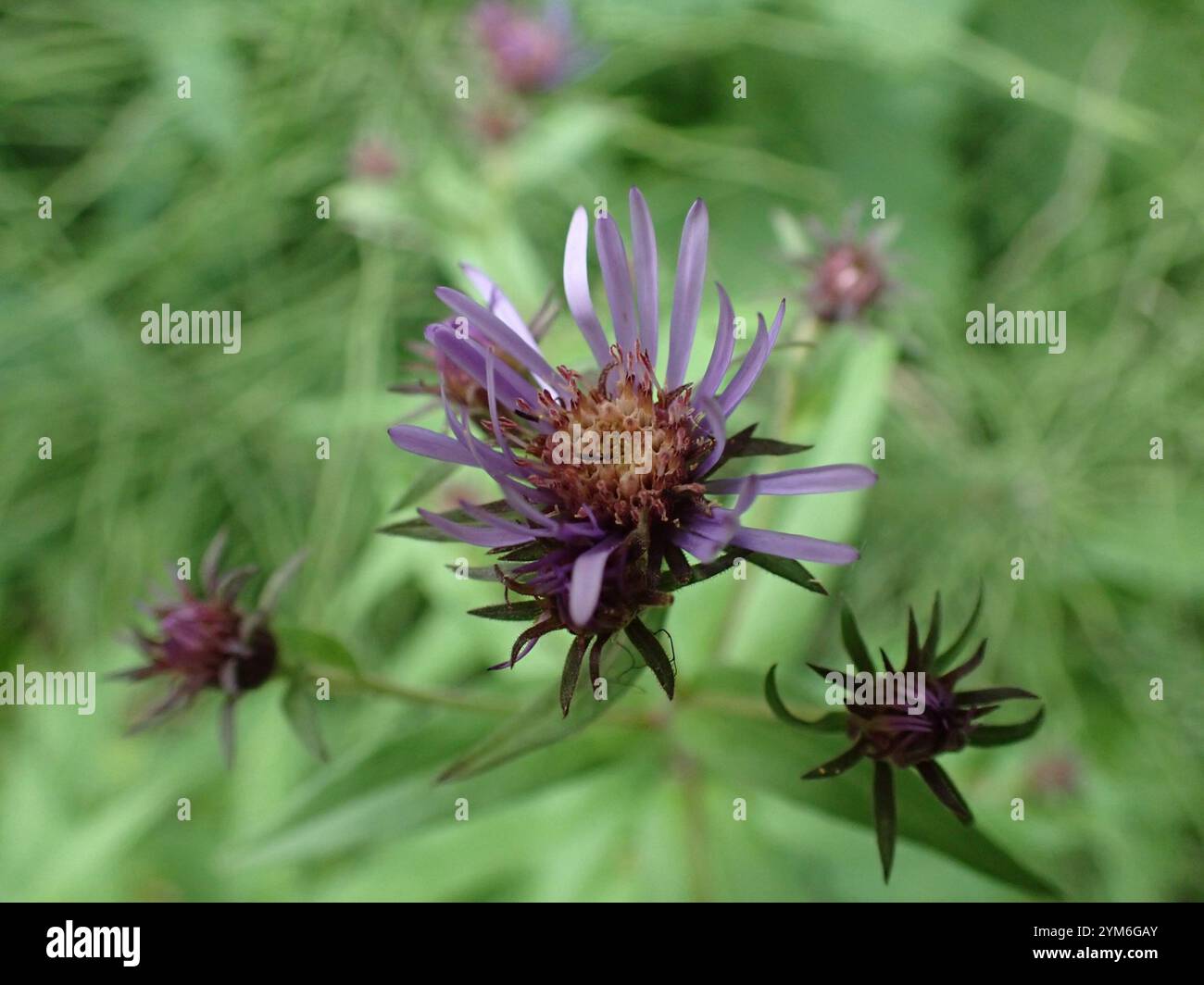 American asters (Symphyotrichum Stock Photo - Alamy
