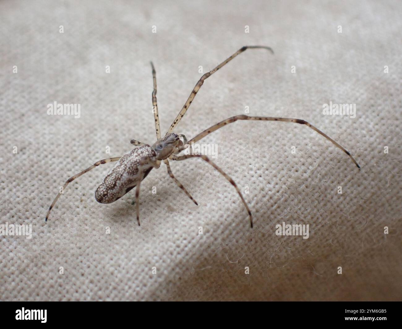 Stretch Spiders (Tetragnatha Stock Photo - Alamy