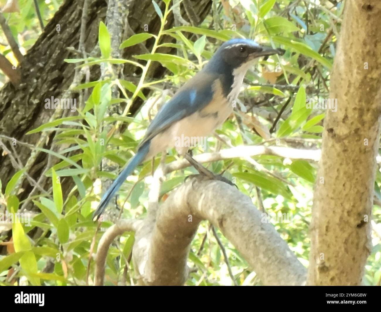 California Scrub-Jay (Aphelocoma californica Stock Photo - Alamy