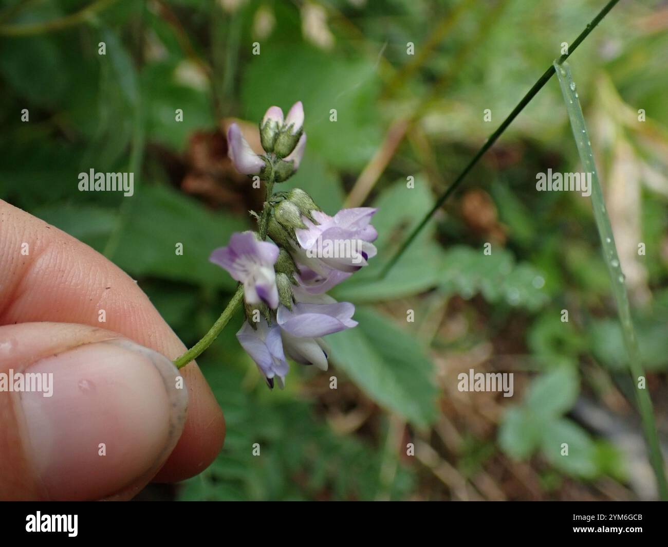 Alpine Milkvetch (Astragalus alpinus Stock Photo - Alamy