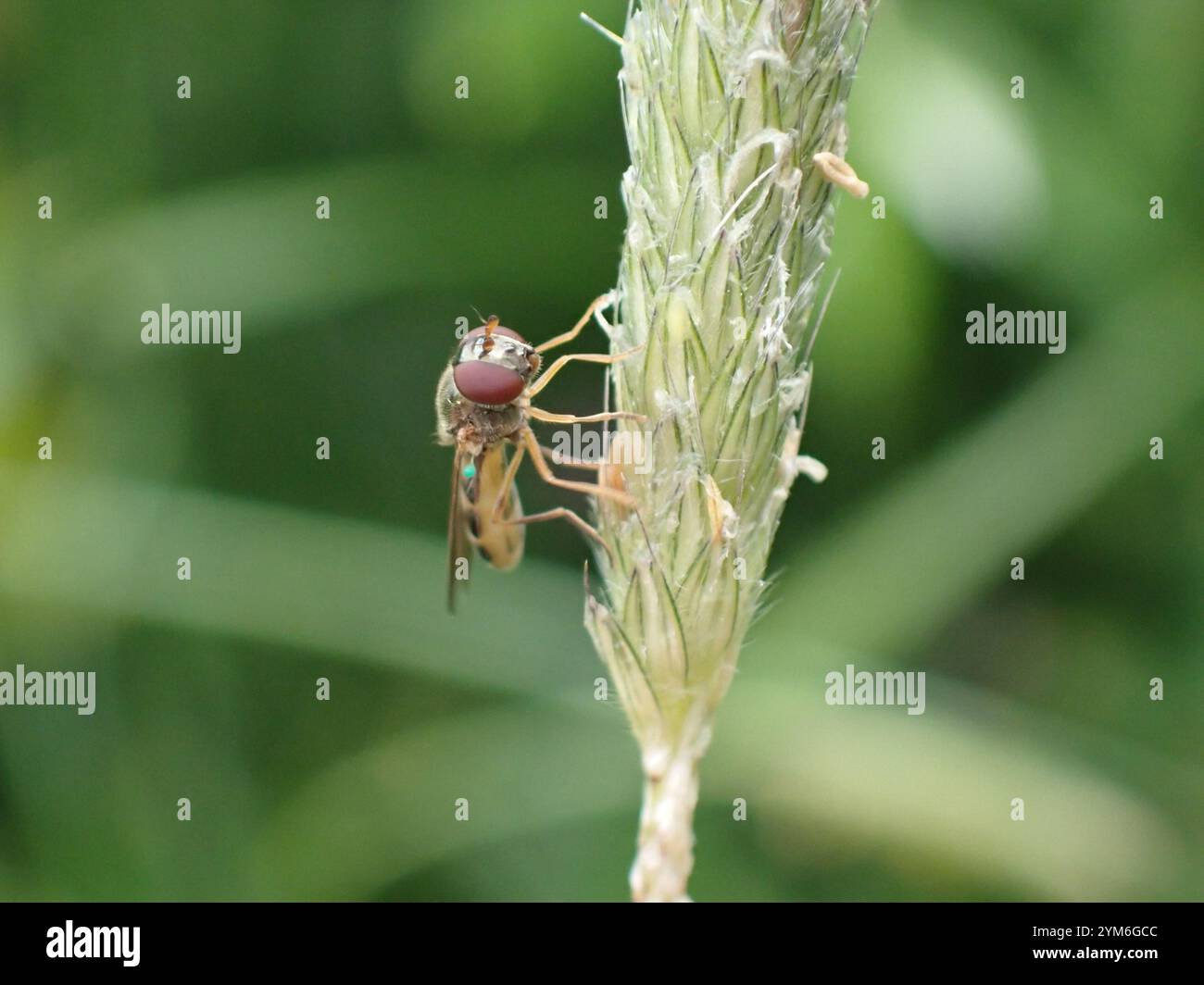 Variable Duskyface Fly (Melanostoma mellinum Stock Photo - Alamy