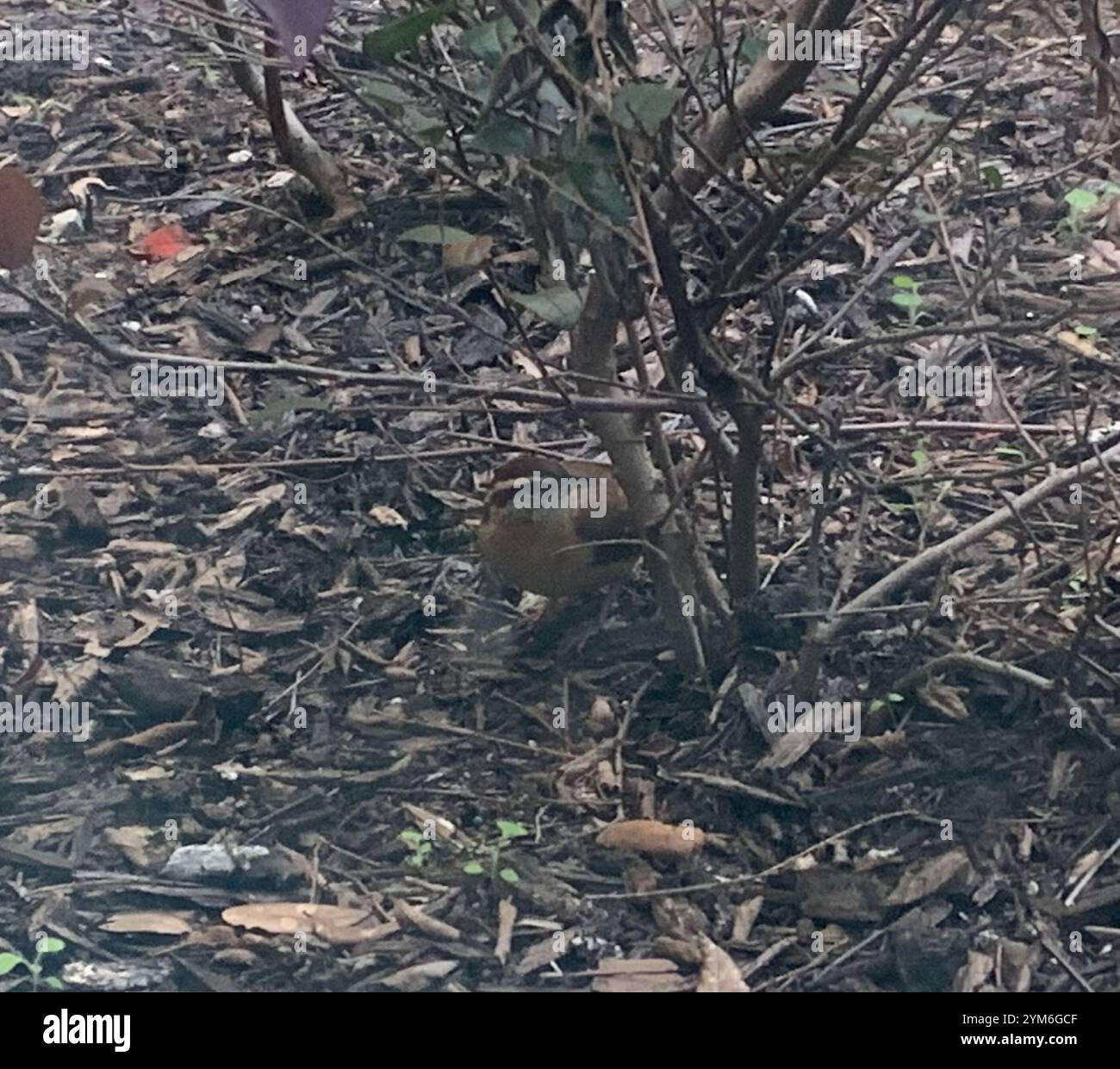 Carolina Wren (Thryothorus ludovicianus Stock Photo - Alamy