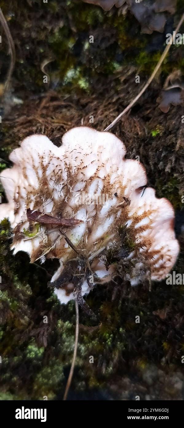 field dog lichen (Peltigera rufescens Stock Photo - Alamy