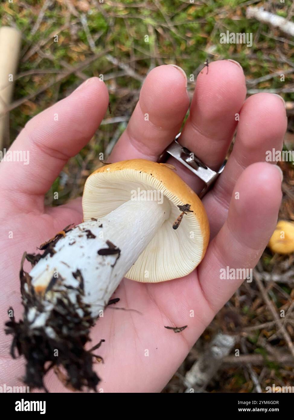 Copper Brittlegill (Russula decolorans Stock Photo - Alamy