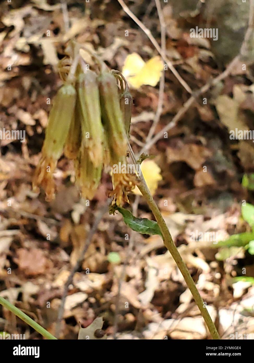 lion's foot rattlesnake root (Nabalus serpentarius Stock Photo - Alamy