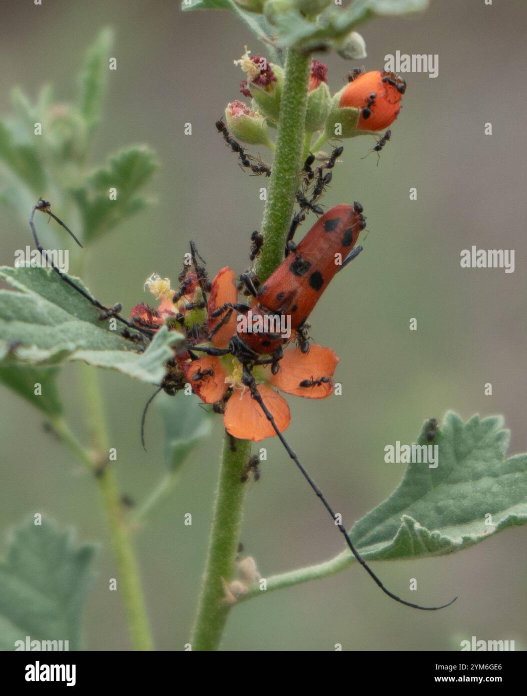 Spotted Tylosis (Tylosis maculatus Stock Photo - Alamy