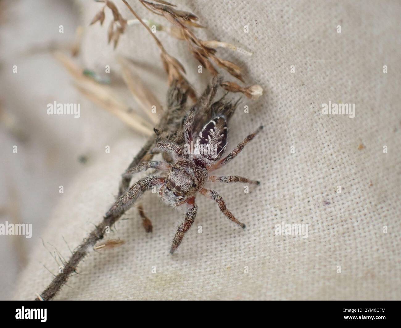 Bronze Jumping Spider (Eris militaris Stock Photo - Alamy