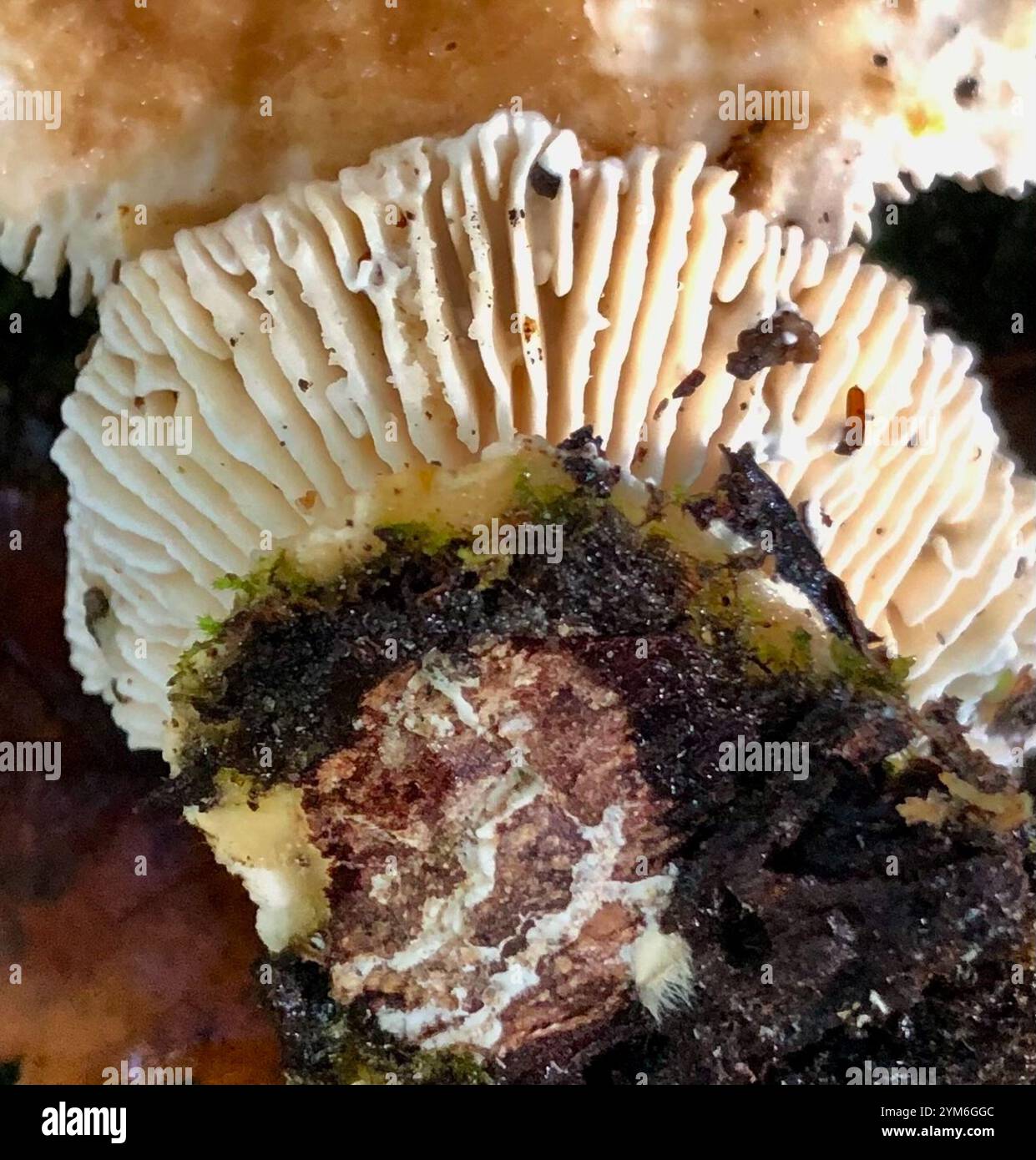Gilled Polypore (Trametes betulina Stock Photo - Alamy