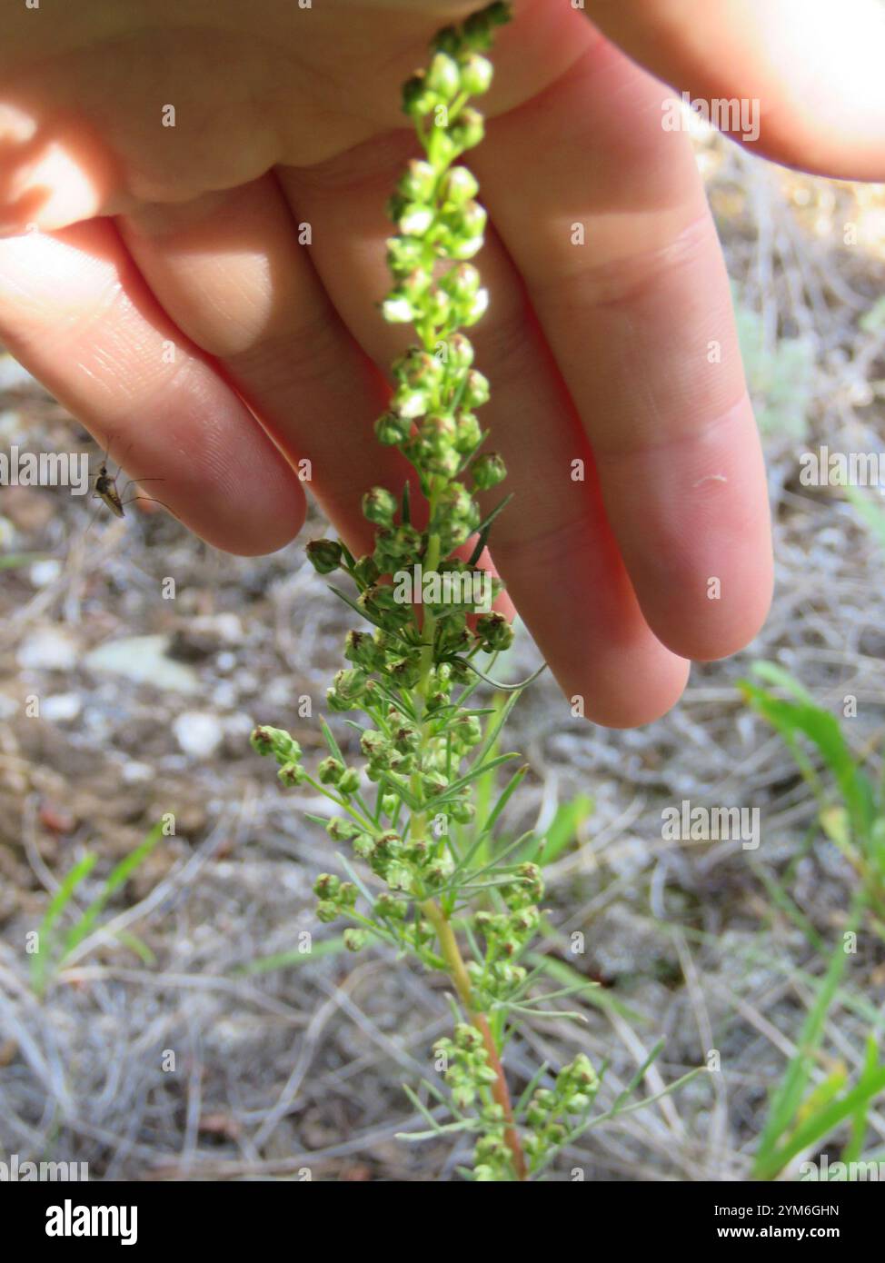 Field Sagewort (Artemisia campestris Stock Photo - Alamy